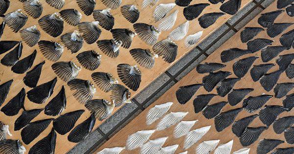 In Photos: Dried puffer fish fins ready to soak up the sake in western ...