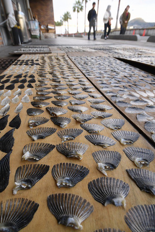 In Photos: Dried puffer fish fins ready to soak up the sake in western ...