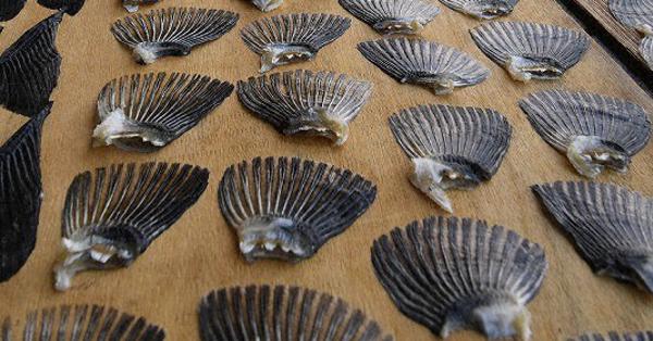 For soak's sake: Winter delicacy puffer fish fins dry in western Japan ...