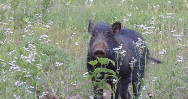 Behaving like pigs: Wild boars in north Japan wreak costliest damage in ...