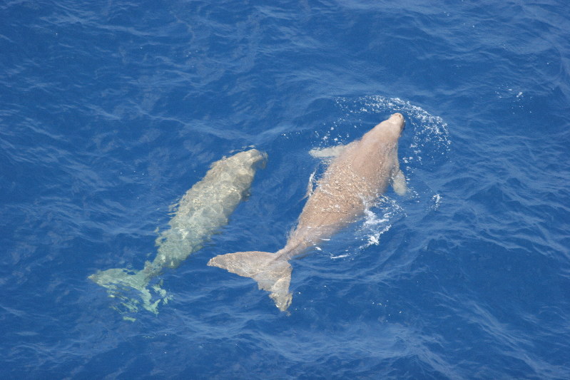 Okinawa dugong now critically endangered, possibly due to US base move ...