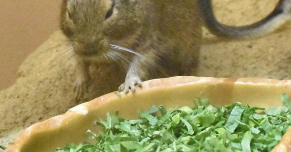 Japan children's zoo ready for Year of the Rat with new rodent ...