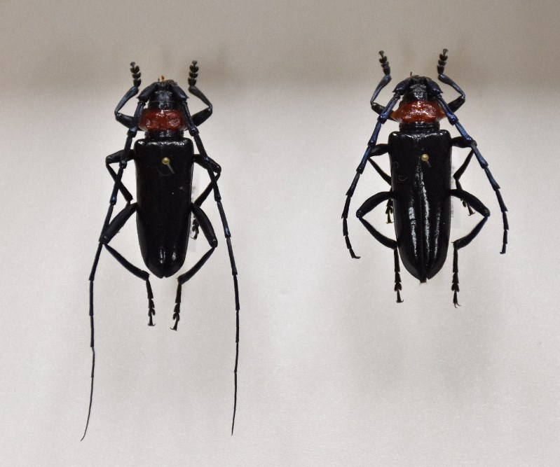 Damage by invasive beetles confirmed for 1st time in west Japan pref ...