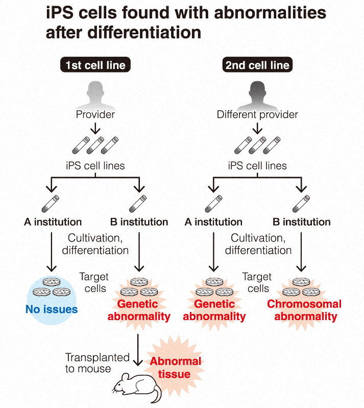 Kyoto Univ.-distributed iPS cells found with abnormalities after ...