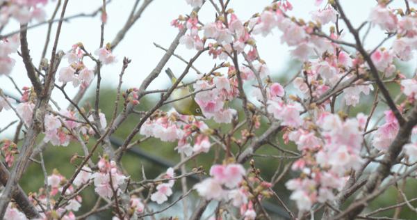 Japan Photo Journal: Tickled pink - The Mainichi