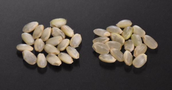 Surge in low-quality rice, industry losses if Japan climate change ...