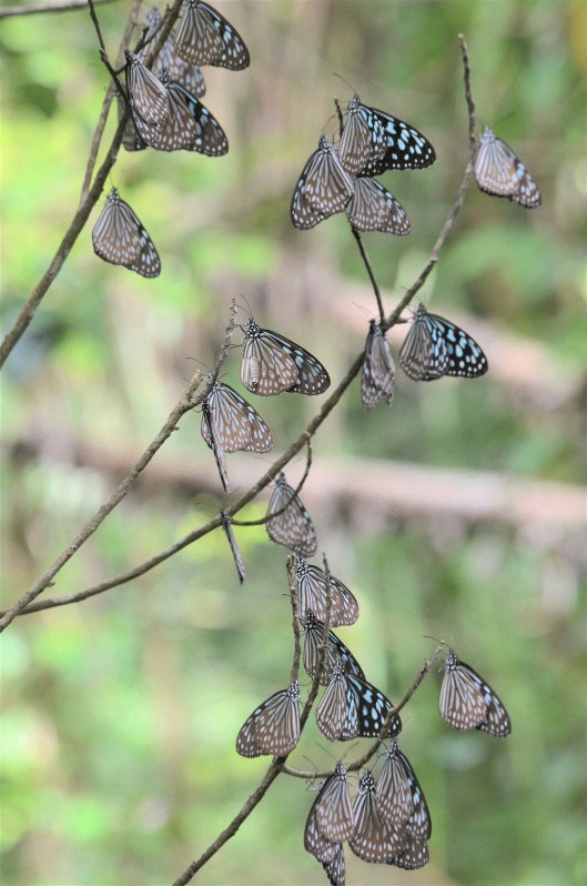 Japan Photo Journal: Social butterflies - The Mainichi