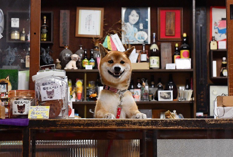 In Photos: Shiba Inu dog raises the bar as mascot to storied Japan ...