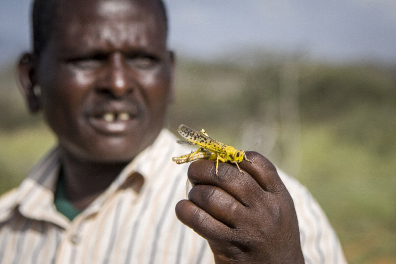 AP Explains: How climate change feeds Africa locust invasion - The Mainichi