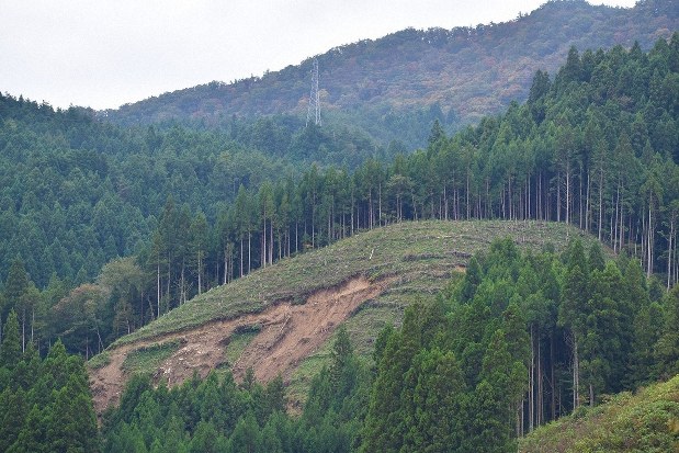 Forest Area In Japan