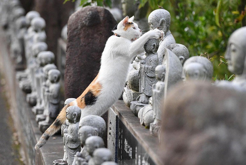 In Photos: Central Japan 'cat temple' has foster families feline good ...
