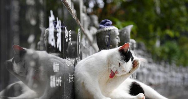In Photos: Central Japan 'cat temple' has foster families feline good ...