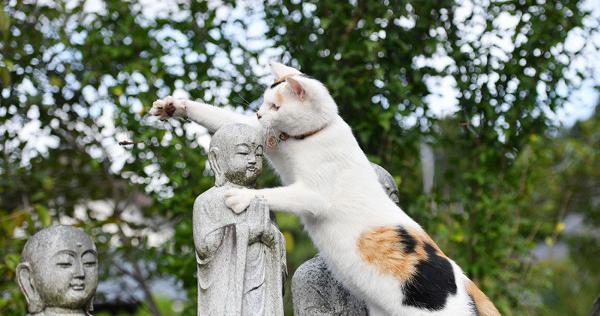 In Photos: Central Japan 'cat temple' has foster families feline good ...