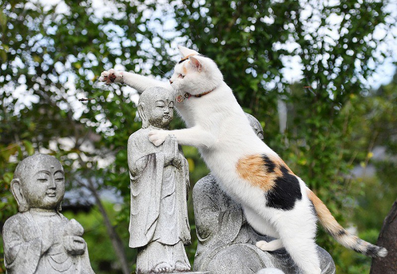In Photos: Central Japan 'cat temple' has foster families feline good ...
