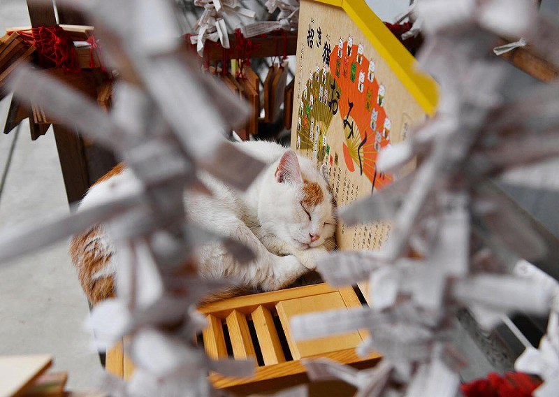 In Photos: Central Japan 'cat temple' has foster families feline good ...