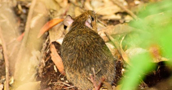Rare rat and other Okinawan species under threat from feral cats - The ...