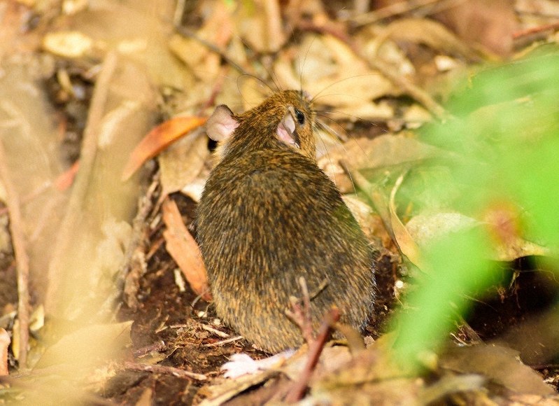 Rare rat and other Okinawan species under threat from feral cats - The ...