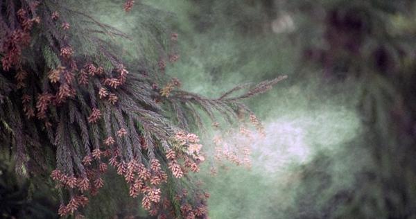 Hay fever sufferers beware: Pollen season starts in Japan with early ...