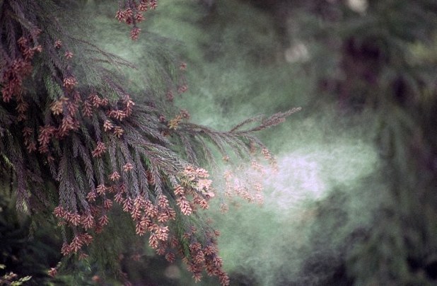 Hay fever sufferers beware: Pollen season starts in Japan with early ...