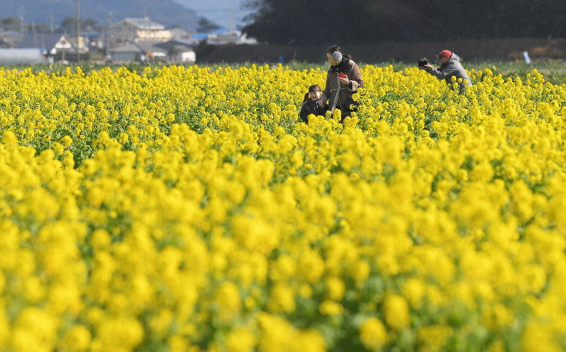 Japan Photo Journal: Playing the field - The Mainichi