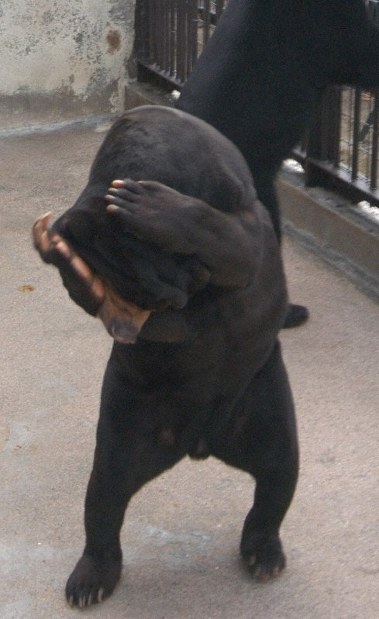 Japan's oldest sun bear, famous for 'frustrated pose,' dies at 32 - The ...