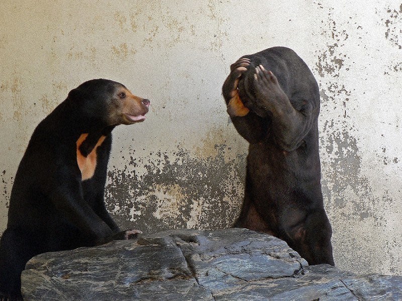 Japan's oldest sun bear, famous for 'frustrated pose,' dies at 32 - The ...