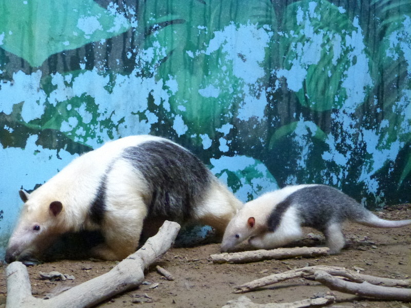 West Japan zoo asking public to submit name suggestions for baby ...