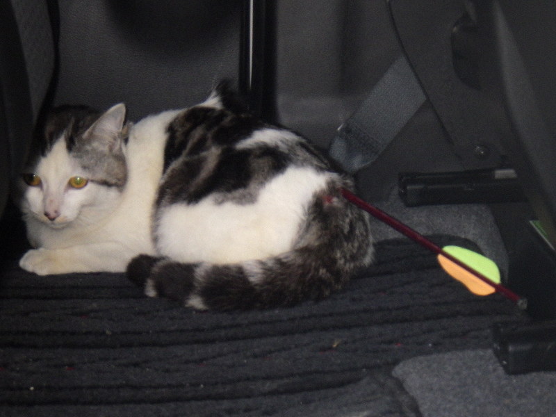 Cat found shot with crossbow bolt in west Japan - The Mainichi