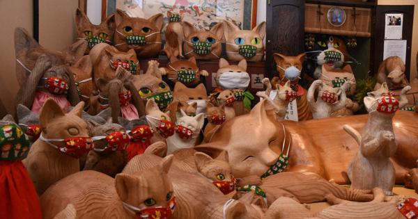 Japan Photo Journal: Novel 'cat-cept' - The Mainichi