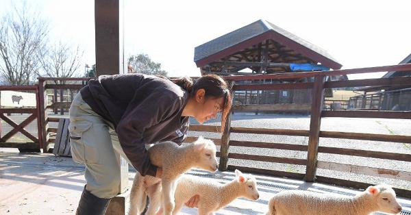 In Photos: Seven lambs relaxed thanks to closure due to virus in ...
