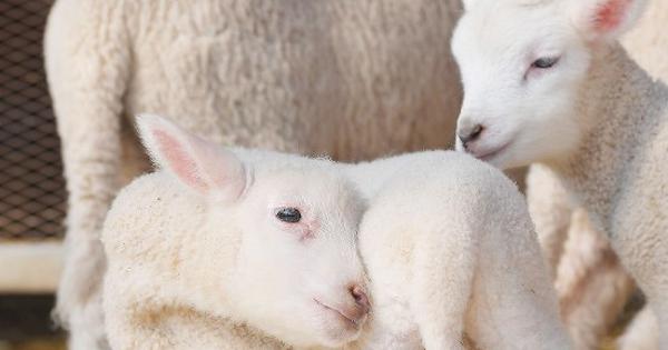 In Photos: Seven lambs relaxed thanks to closure due to virus in ...