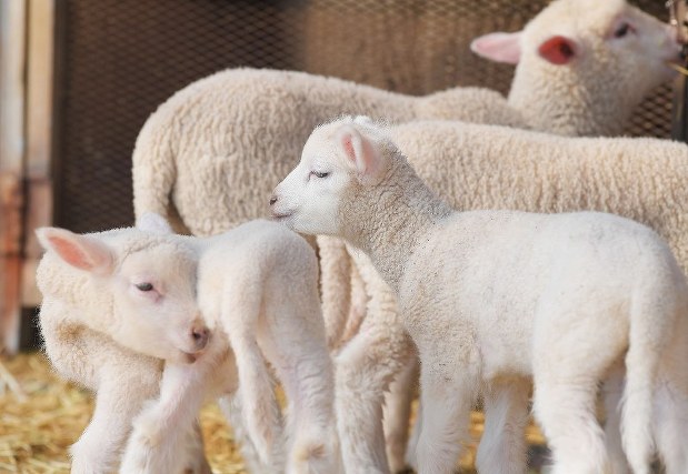 In Photos: Seven lambs relaxed thanks to closure due to virus in ...