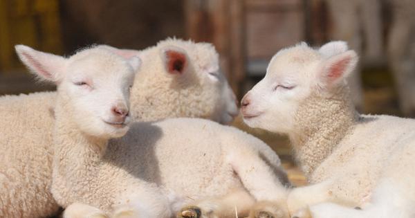 Seven lambs relaxed thanks to closure due to virus in southwestern ...