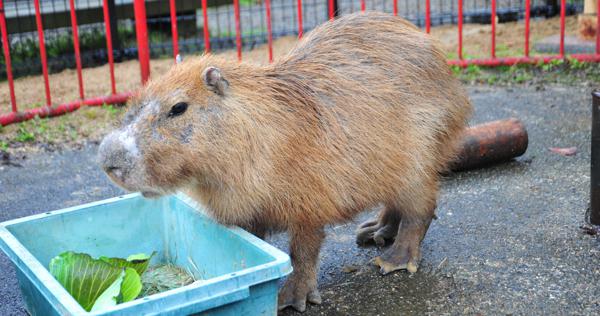 Japan Photo Journal: Capybara cool - The Mainichi