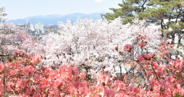 Japan Photo Journal: Pink and pinker - The Mainichi