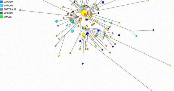 Novel coronavirus has evolved into 3 broad variants: U. of Cambridge ...
