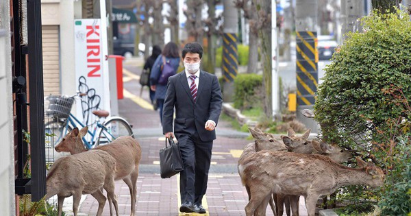 In Photos: Nara's starving deer hit the streets - The Mainichi