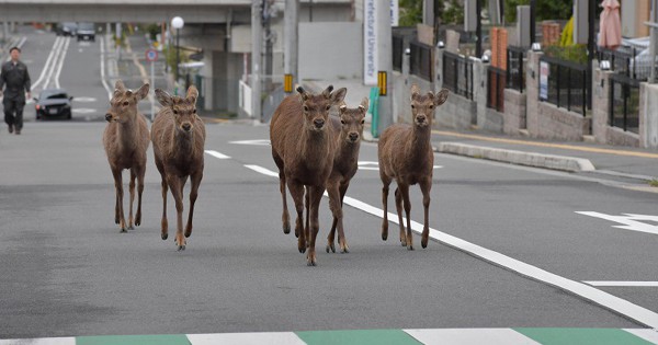 In Photos: Nara's starving deer hit the streets - The Mainichi