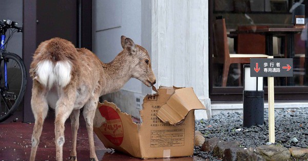 In Photos: Nara's starving deer hit the streets - The Mainichi