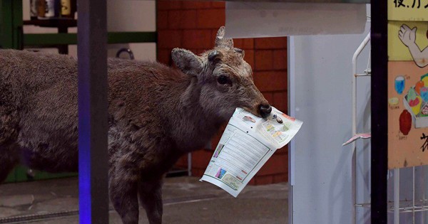 In Photos: Nara's starving deer hit the streets - The Mainichi