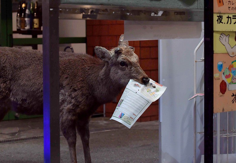 In Photos: Nara's starving deer hit the streets - The Mainichi