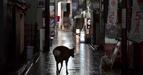 In Photos: Nara's starving deer hit the streets - The Mainichi