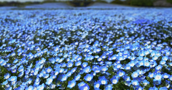 Japan Photo Journal: Blue-eyed bloomers - The Mainichi