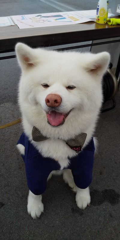 In Photos: 6 furry candidates in fight to be mayor of virtual Japan ...