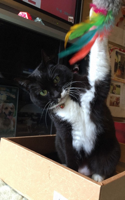 In Photos: 6 furry candidates in fight to be mayor of virtual Japan ...