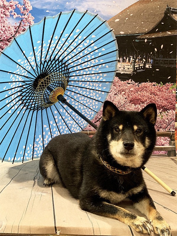 In Photos: 6 furry candidates in fight to be mayor of virtual Japan ...