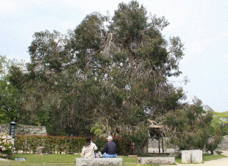 'Rediscovering' pre-atomic bomb Hiroshima through photos, records, and ...