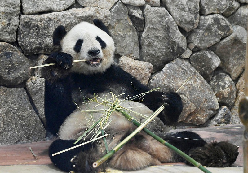 In Photos: Japan amusement park partly reopens, delighting panda lovers ...