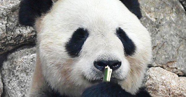 In Photos: Japan amusement park partly reopens, delighting panda lovers ...