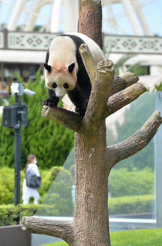 In Photos: Japan amusement park partly reopens, delighting panda lovers ...